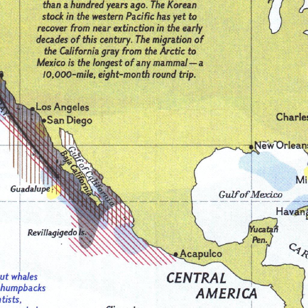 Great Whales, Migration & Range Map by National Geographic | Avenza Maps