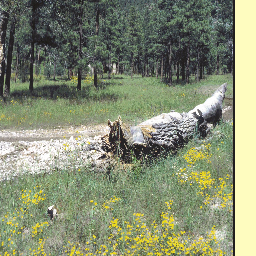 Cibola National Forest, Magdalena Ranger District (South Half) Map by ...