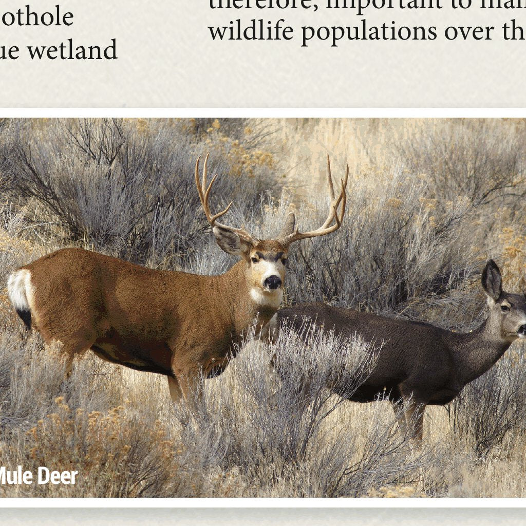 Warner Wetlands Brochure 2021 Map by Bureau of Land Management - Oregon ...